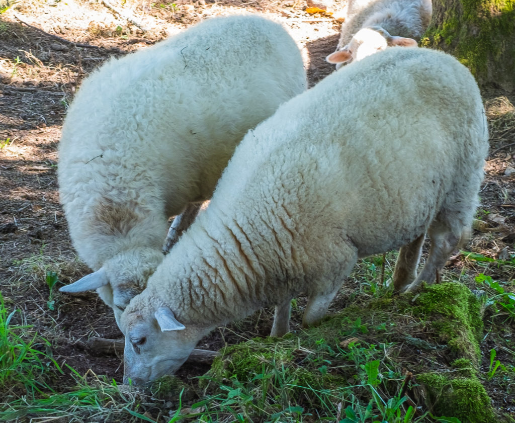Think your life is hard? Check out the medieval farms at Xaintrie in ...