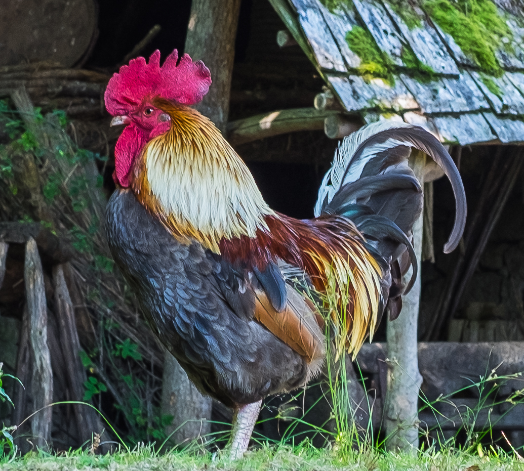 Think your life is hard? Check out the medieval farms at Xaintrie in ...