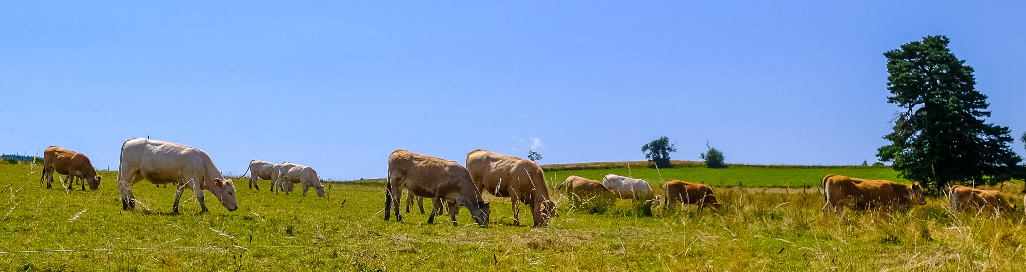 Le-Chambon-sur-Lignon - a "Righteous City" in the Deep Heart of France ...